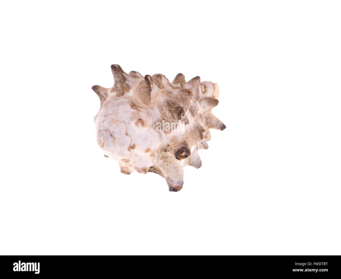 seashell on a white background Stock Photo - Alamy