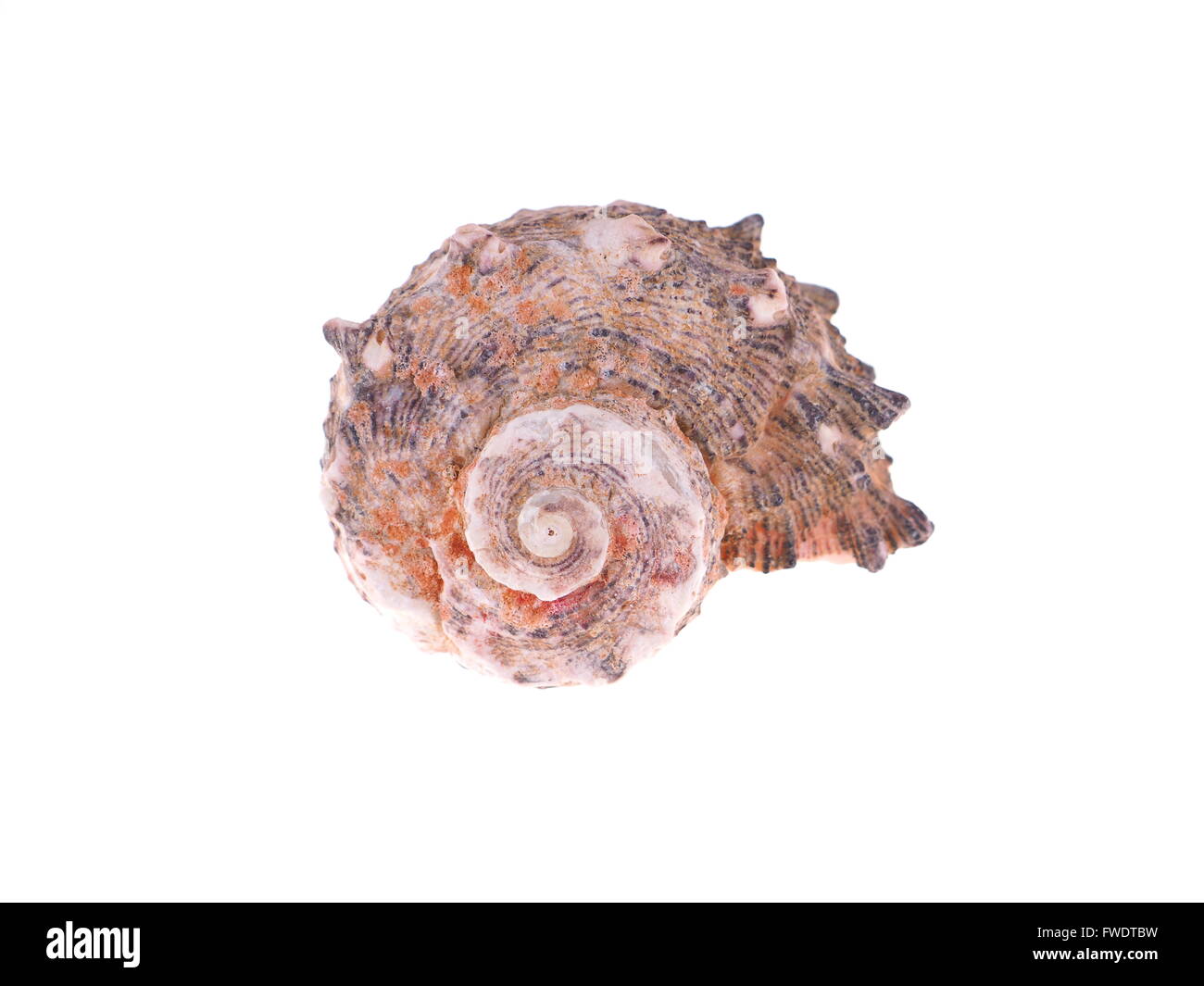 seashell on a white background Stock Photo - Alamy