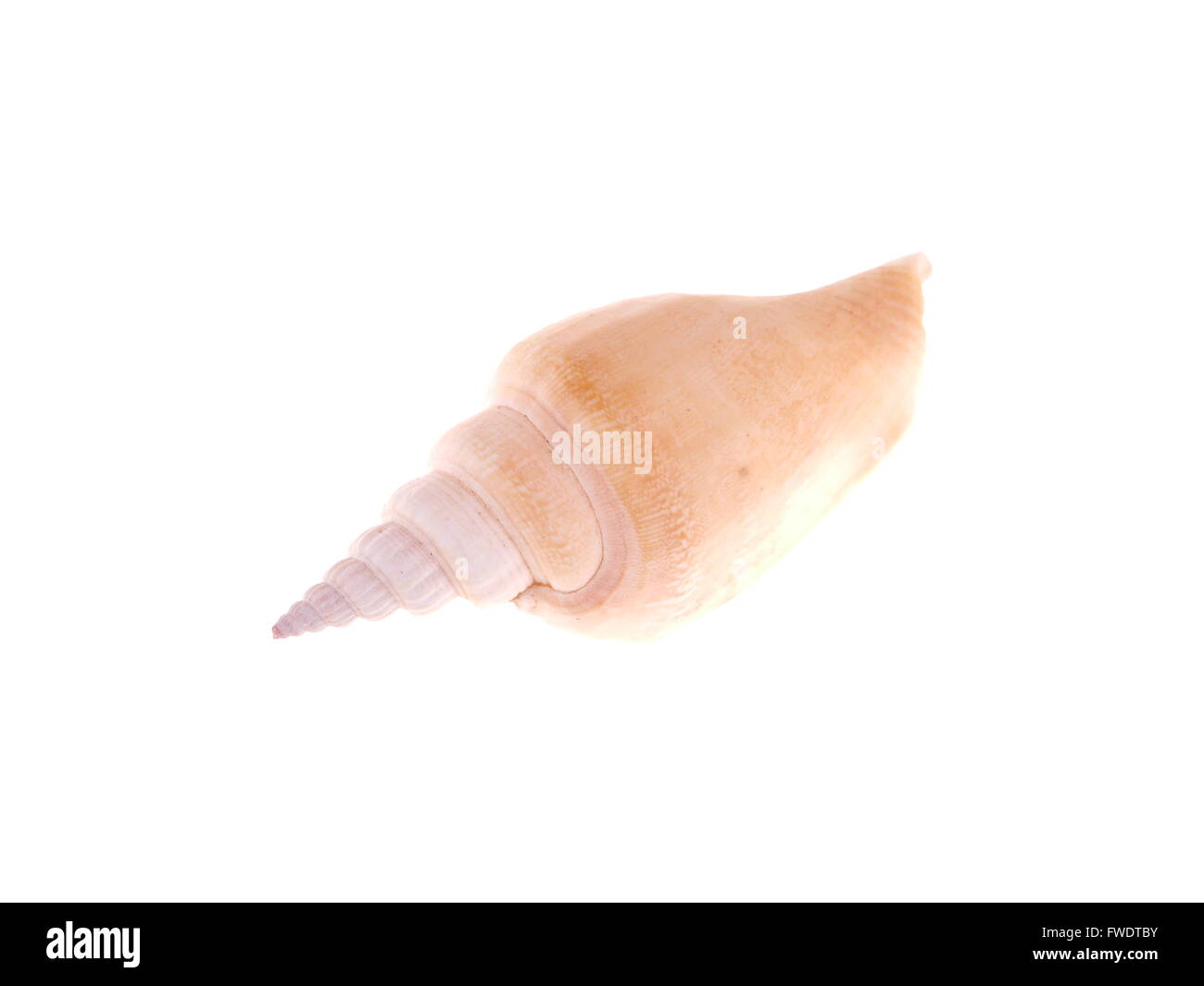 seashell on a white background Stock Photo - Alamy
