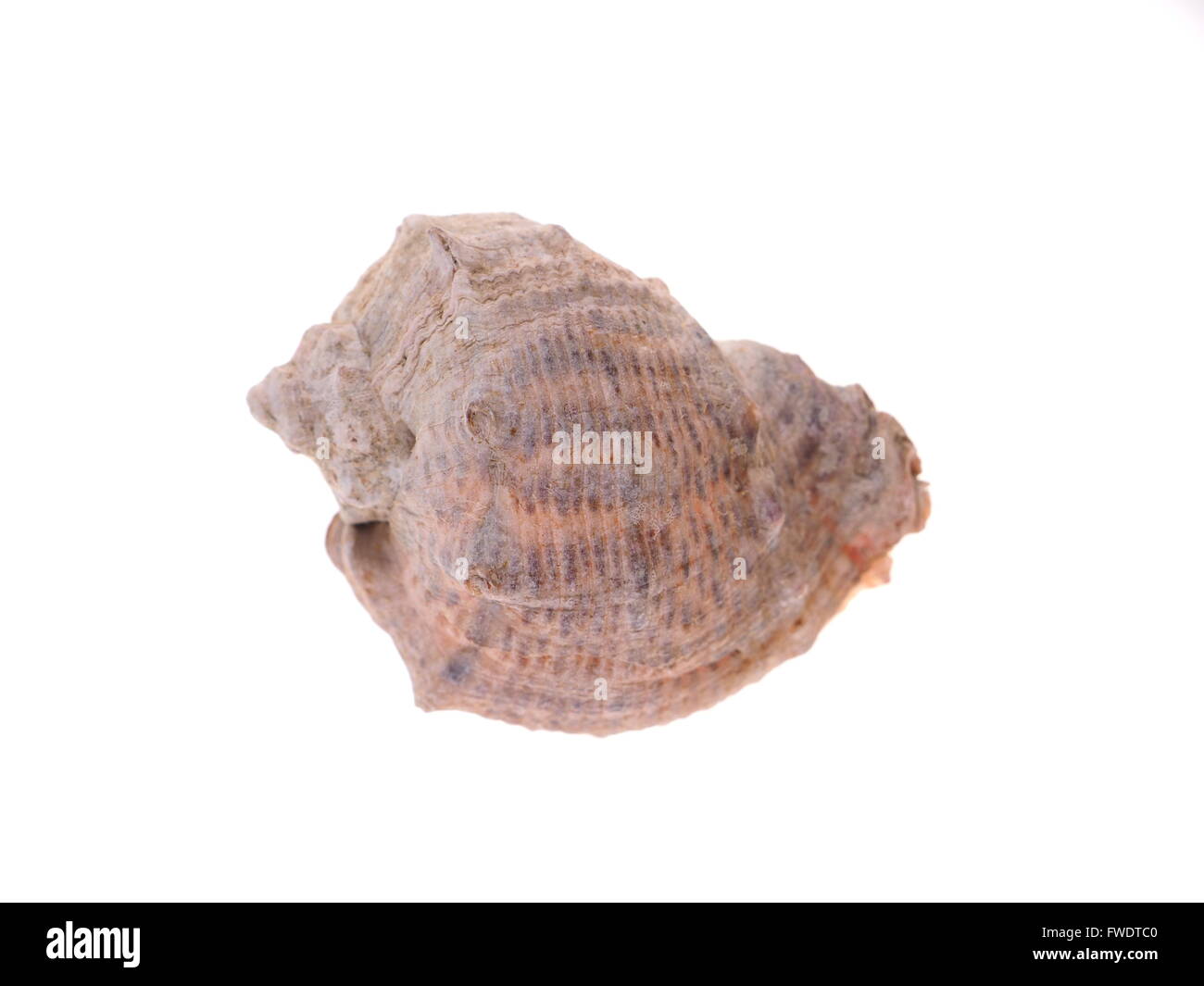 Scallop shell ridges hi-res stock photography and images - Alamy