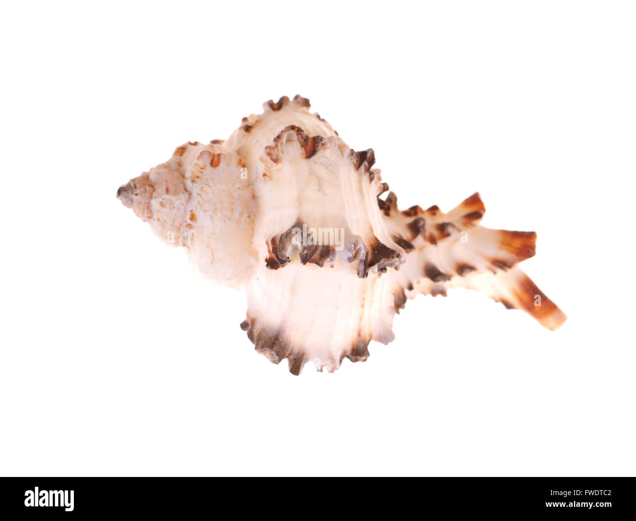seashell on a white background Stock Photo - Alamy
