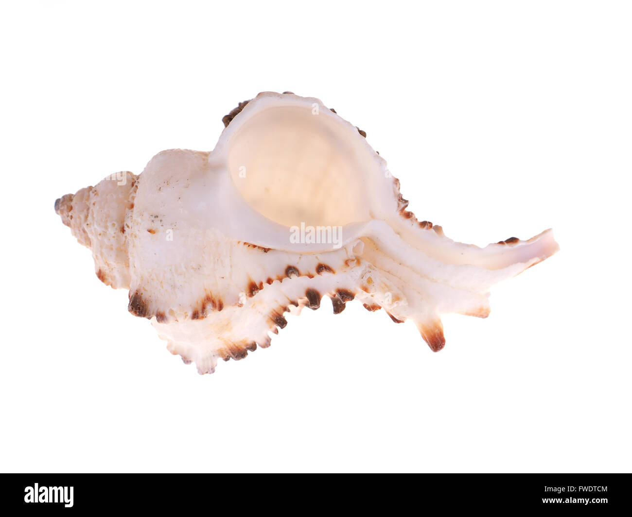 seashell on a white background Stock Photo - Alamy
