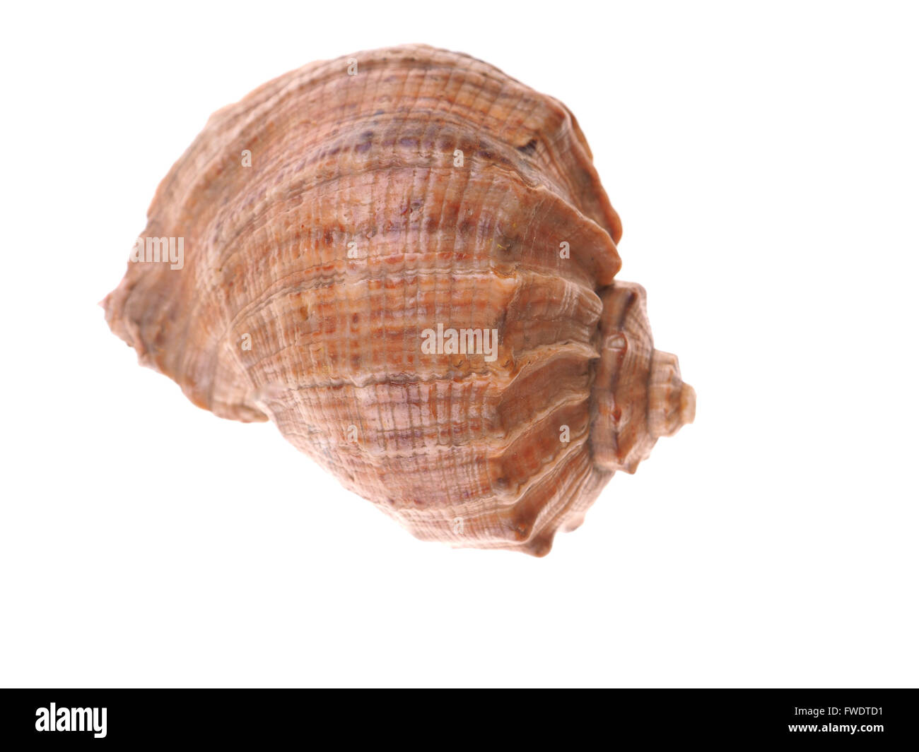 seashell on a white background Stock Photo - Alamy