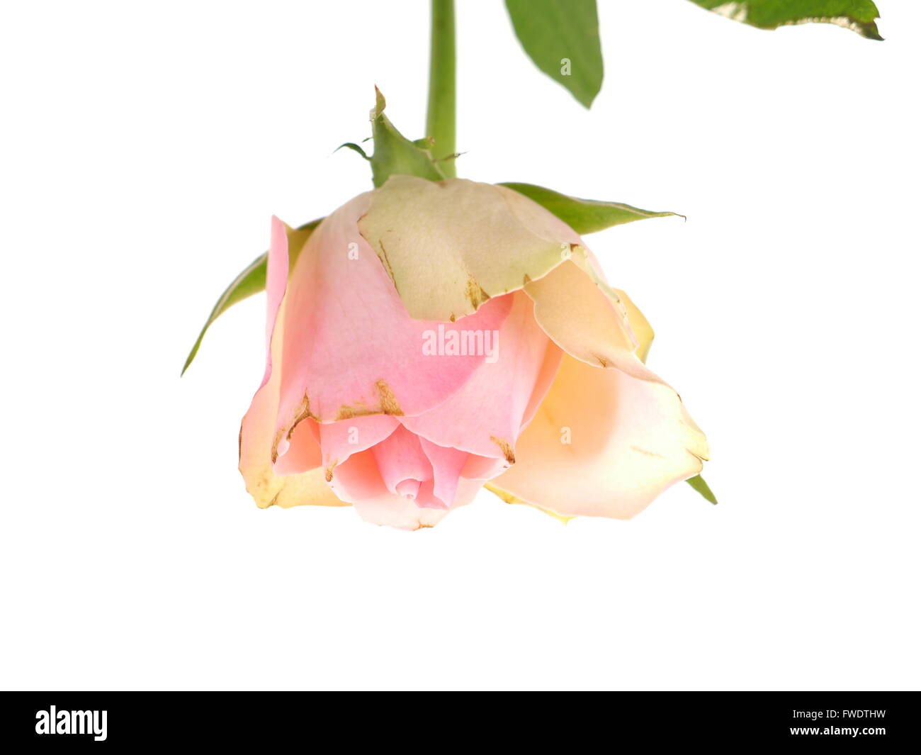 pink roses on a white background Stock Photo - Alamy