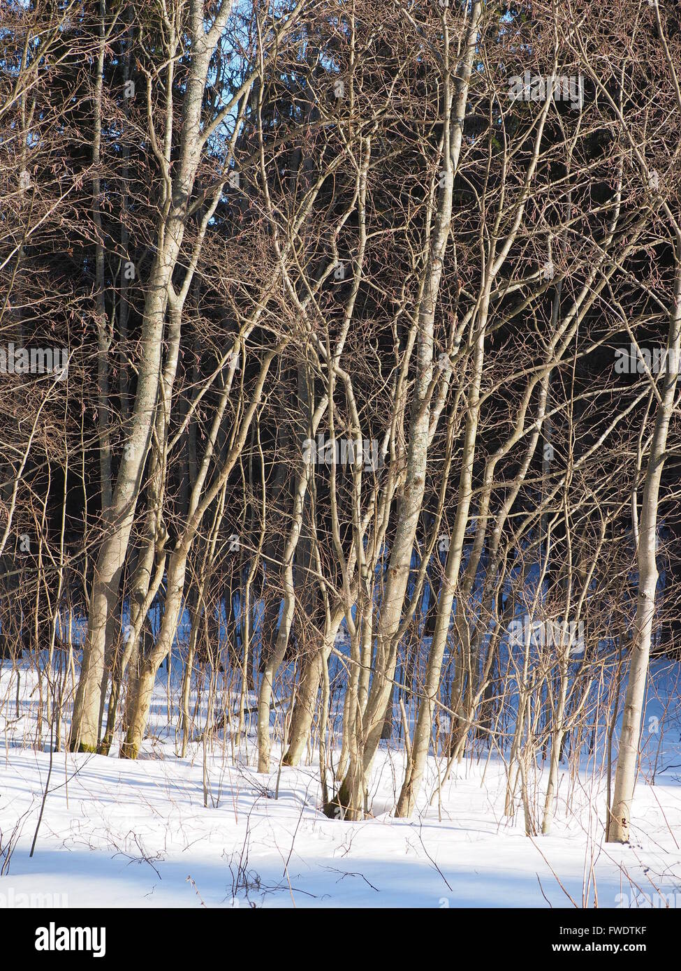 alder trunks in a forest Stock Photo - Alamy