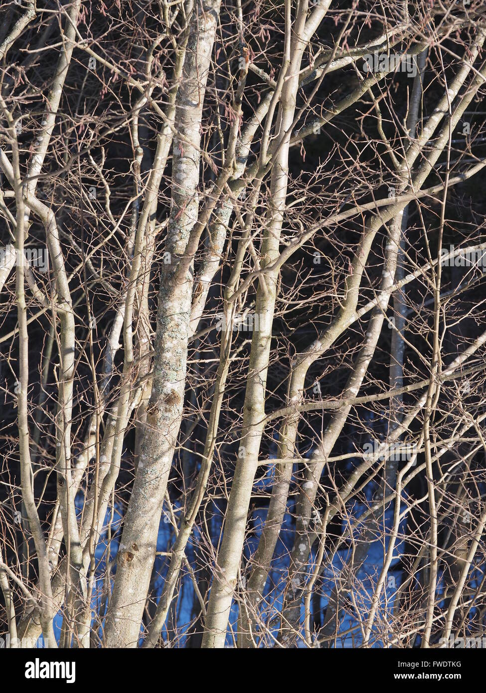alder trunks in a forest Stock Photo - Alamy