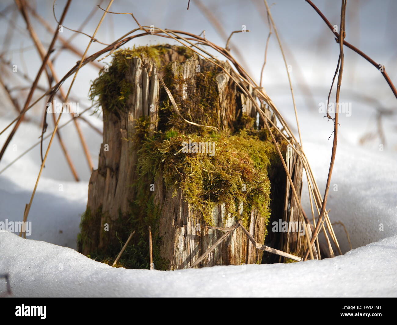 old tree stump in the forest Stock Photo - Alamy