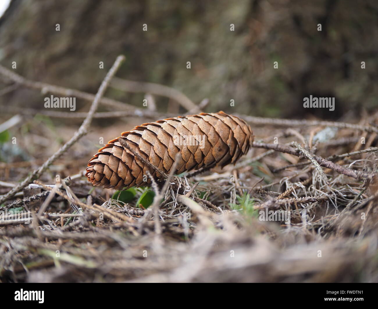 fir-cone in the forest Stock Photo - Alamy
