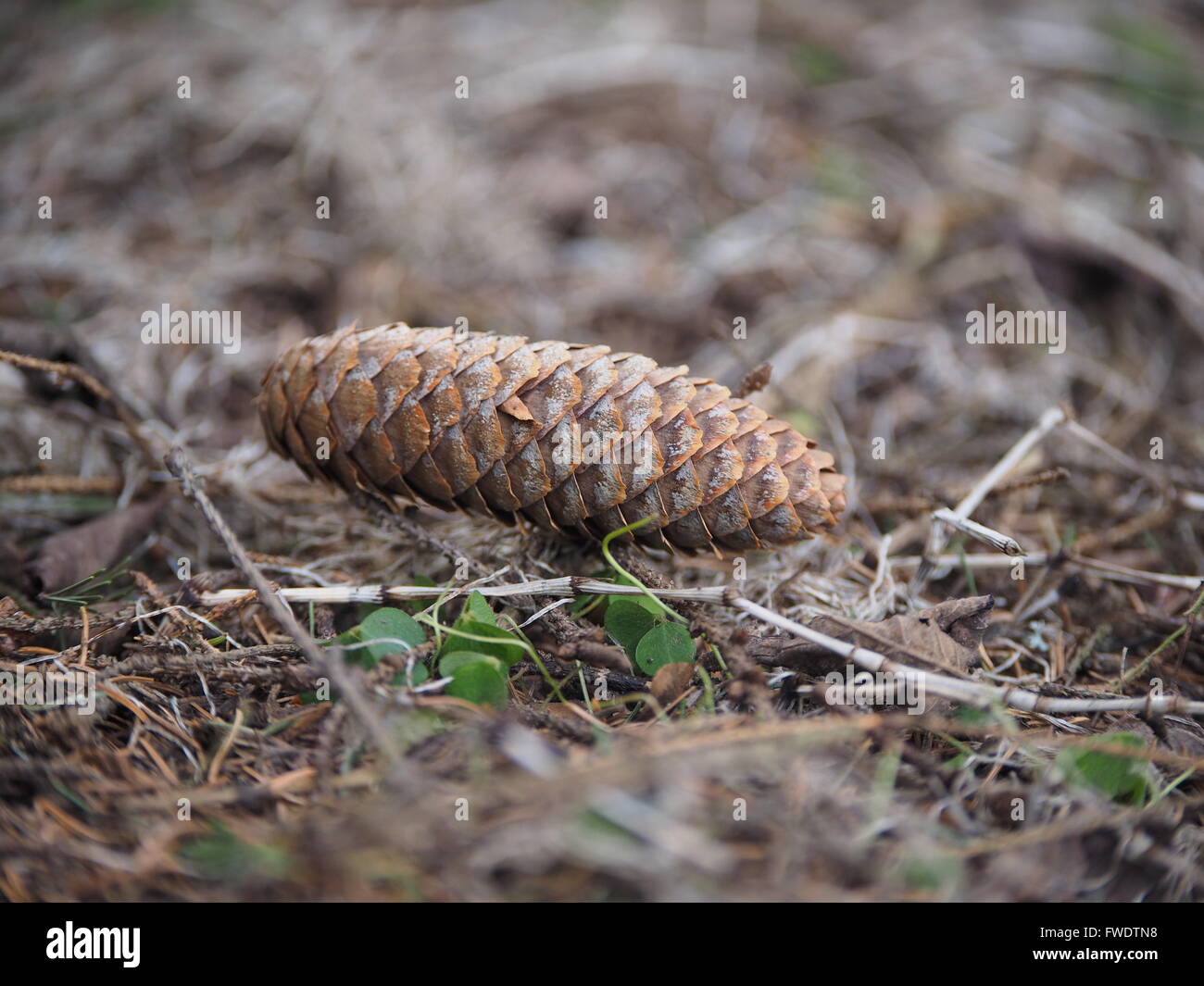 fir-cone in the forest Stock Photo - Alamy