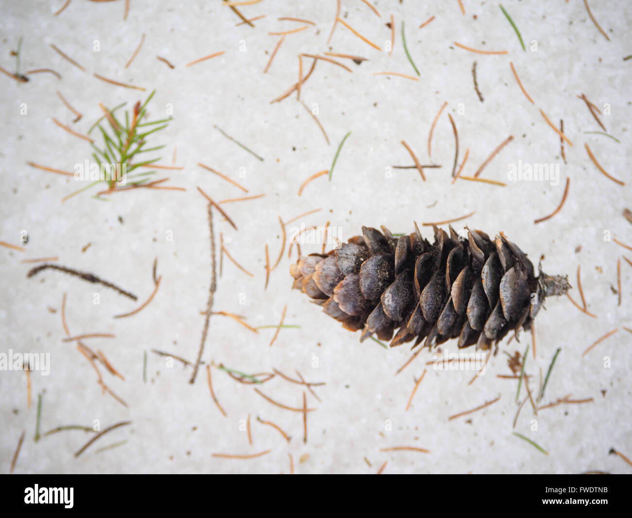 fir-cone in the forest Stock Photo - Alamy
