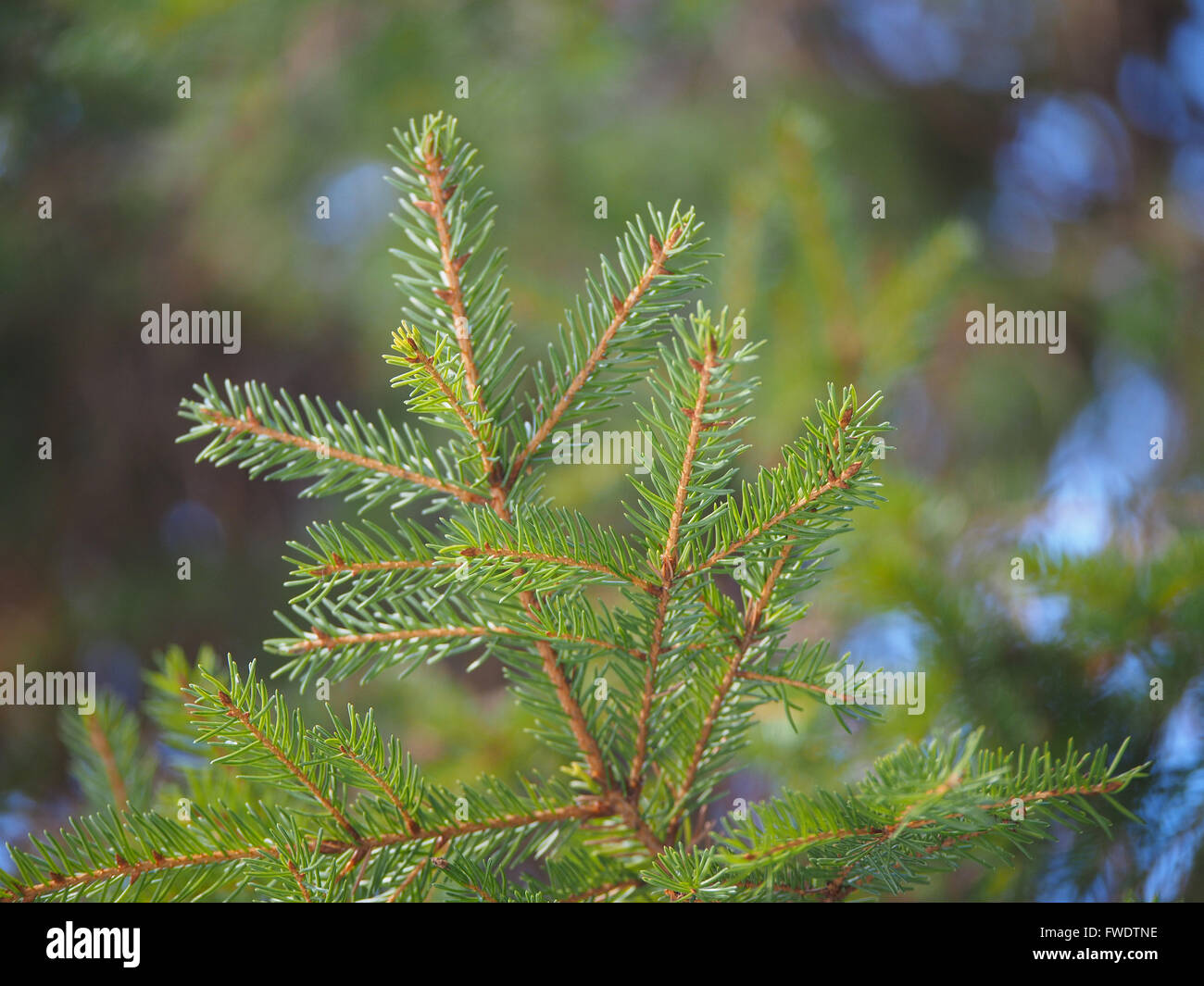 spruce twig in the forest Stock Photo - Alamy