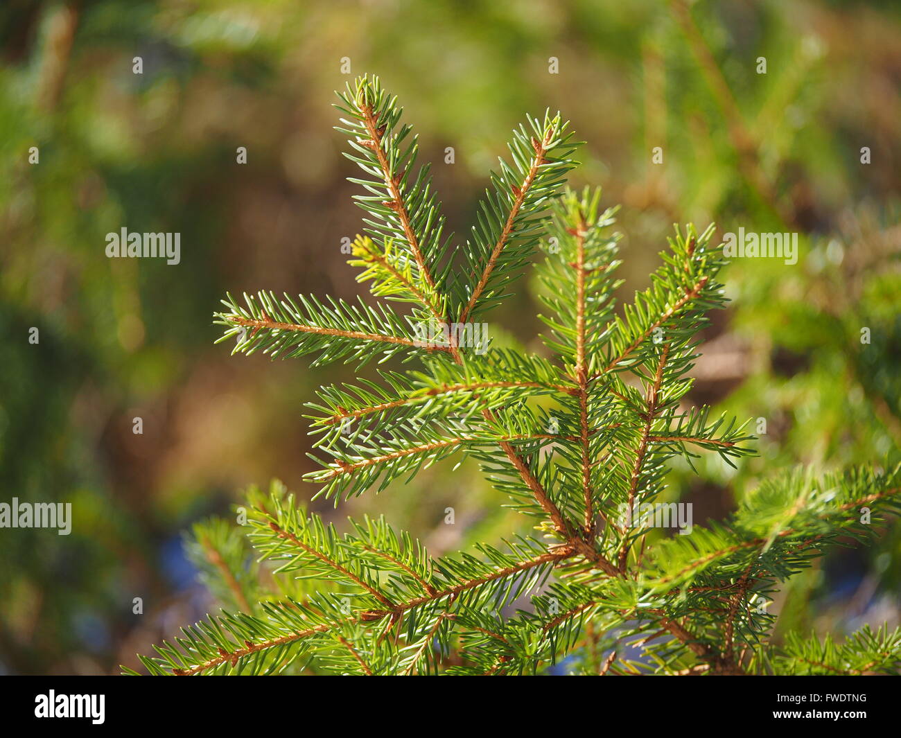 spruce twig in the forest Stock Photo - Alamy