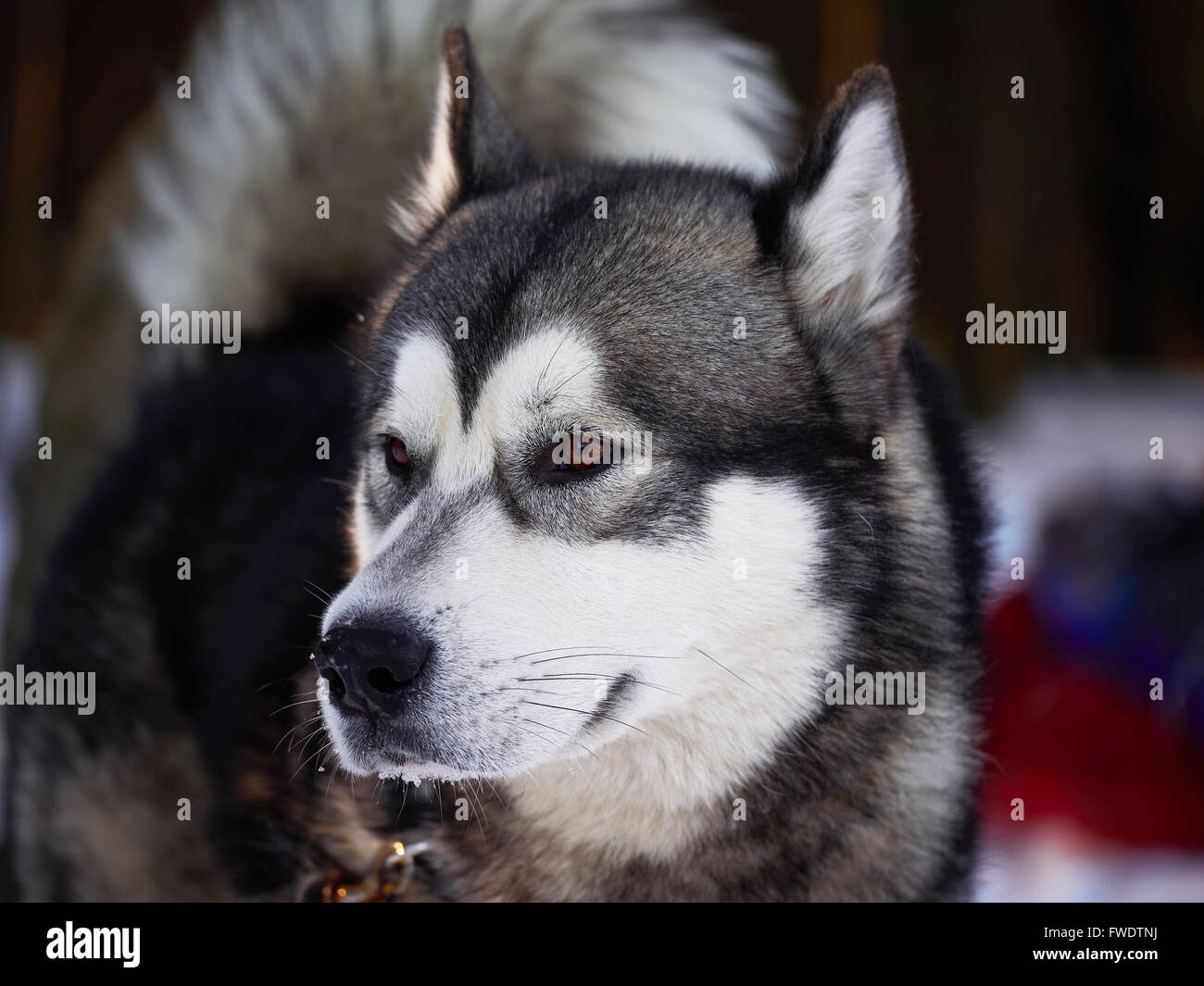 husky in the forest Stock Photo - Alamy
