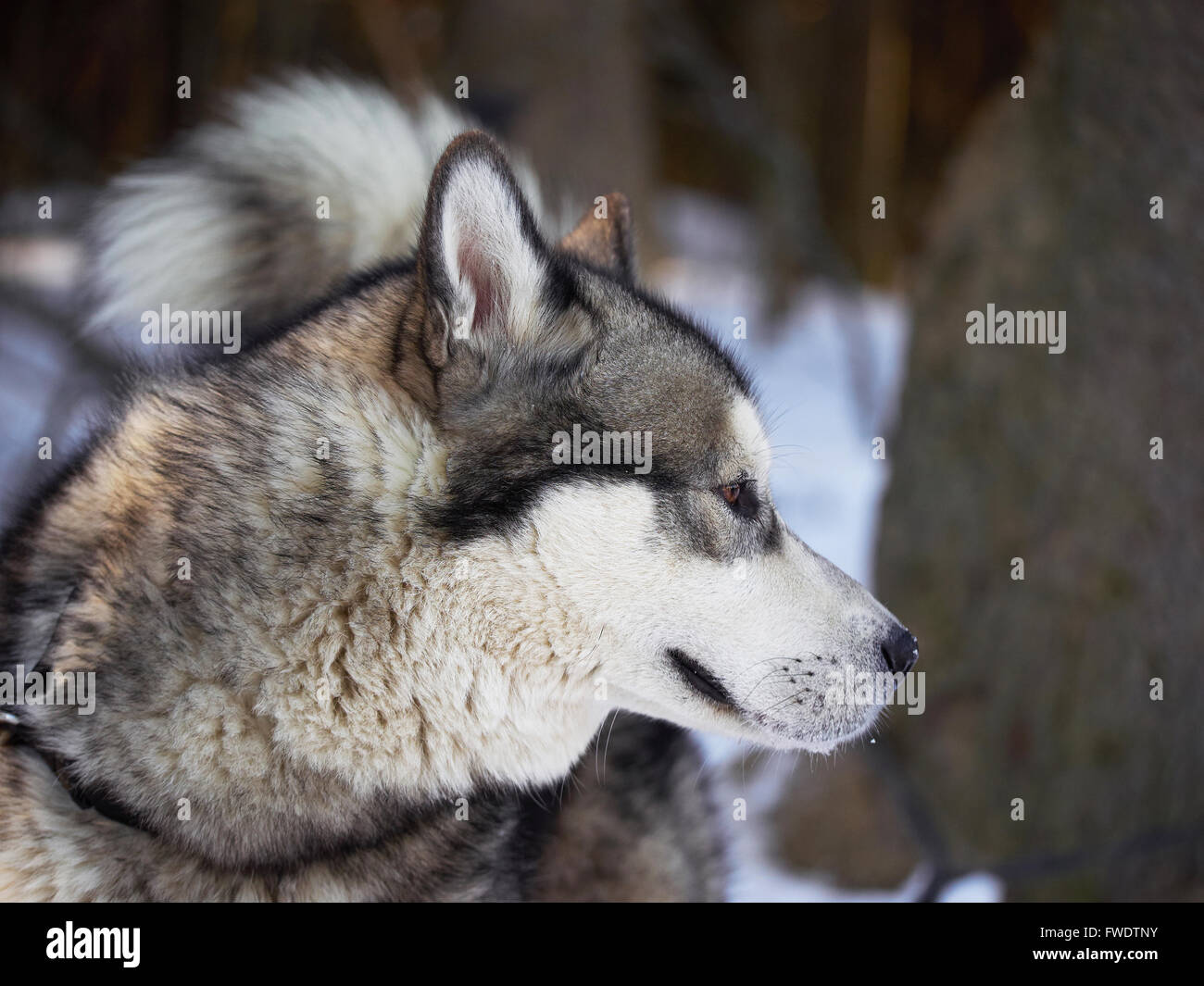 husky in the forest Stock Photo - Alamy