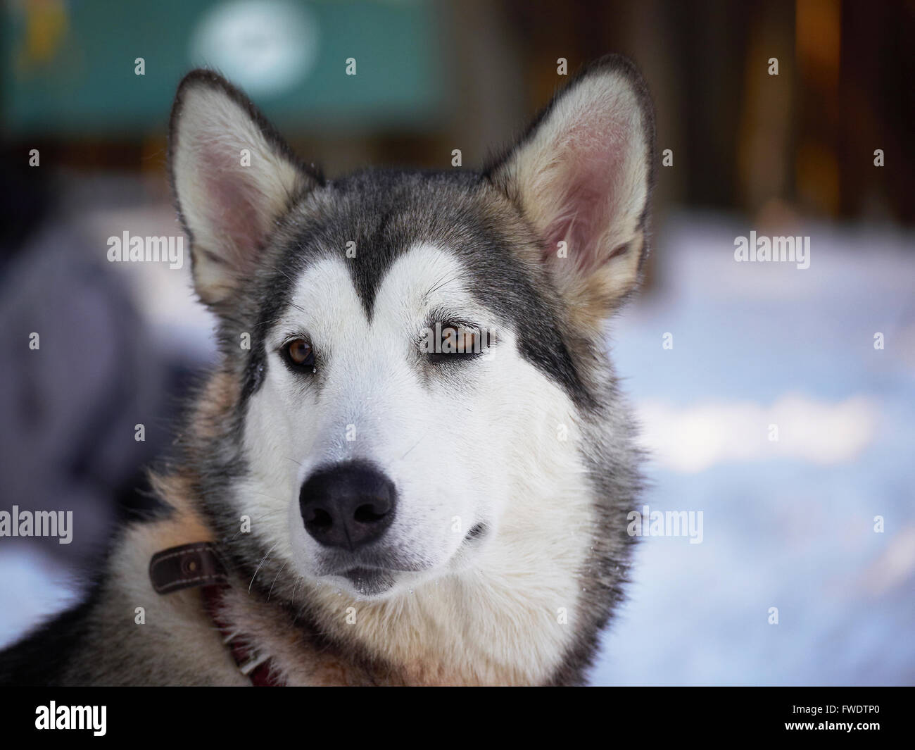 husky in the forest Stock Photo - Alamy