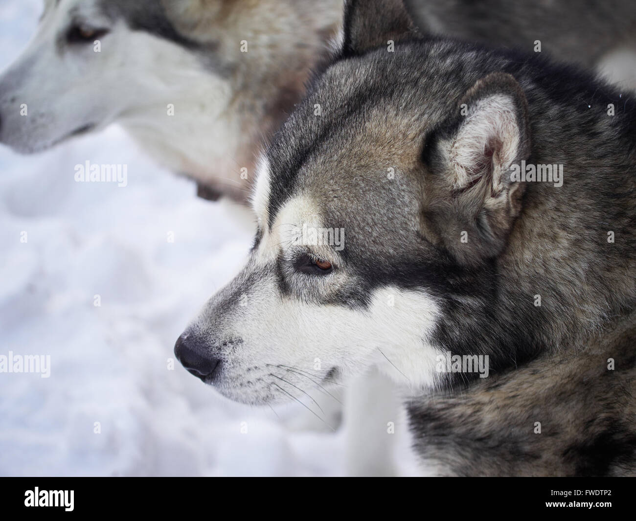 husky in the forest Stock Photo - Alamy