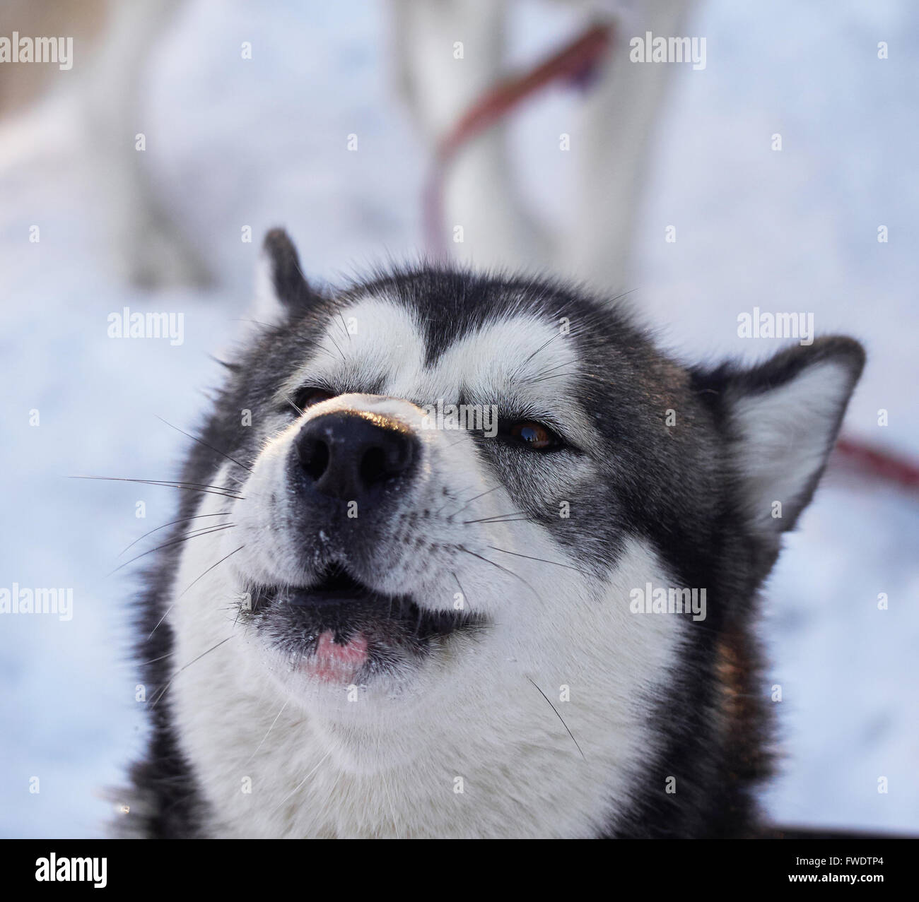 husky in the forest Stock Photo - Alamy