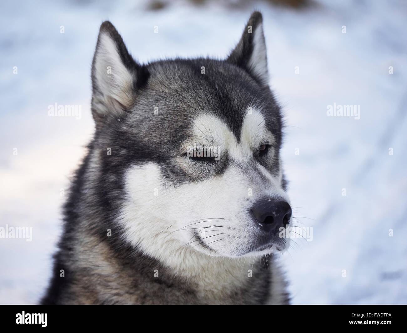 husky in the forest Stock Photo - Alamy