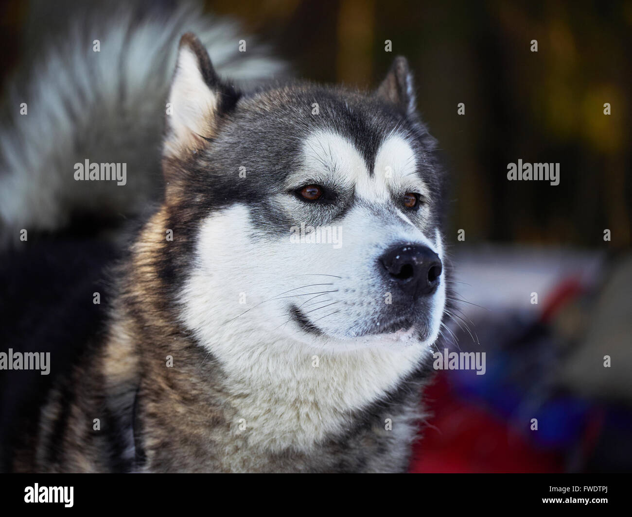 husky in the forest Stock Photo - Alamy
