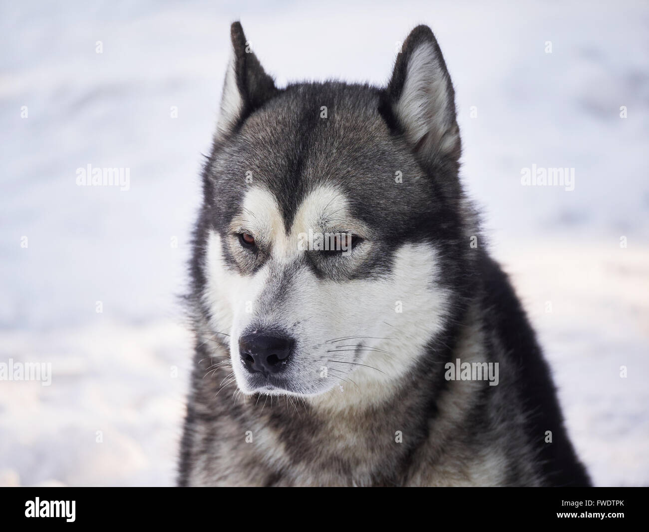 husky in the forest Stock Photo - Alamy