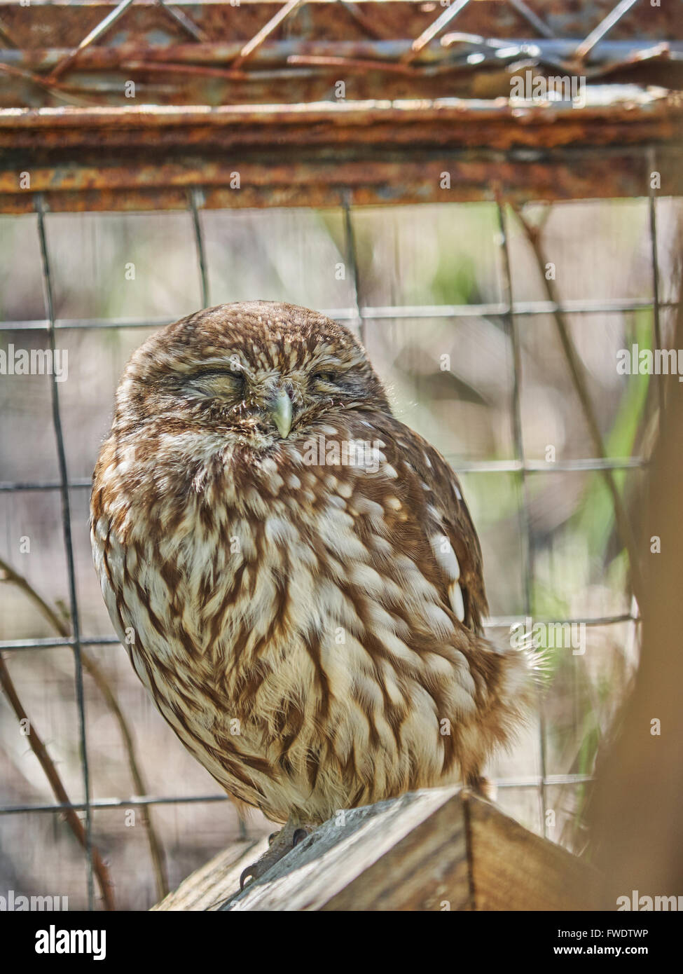 owl in the zoo Stock Photo - Alamy