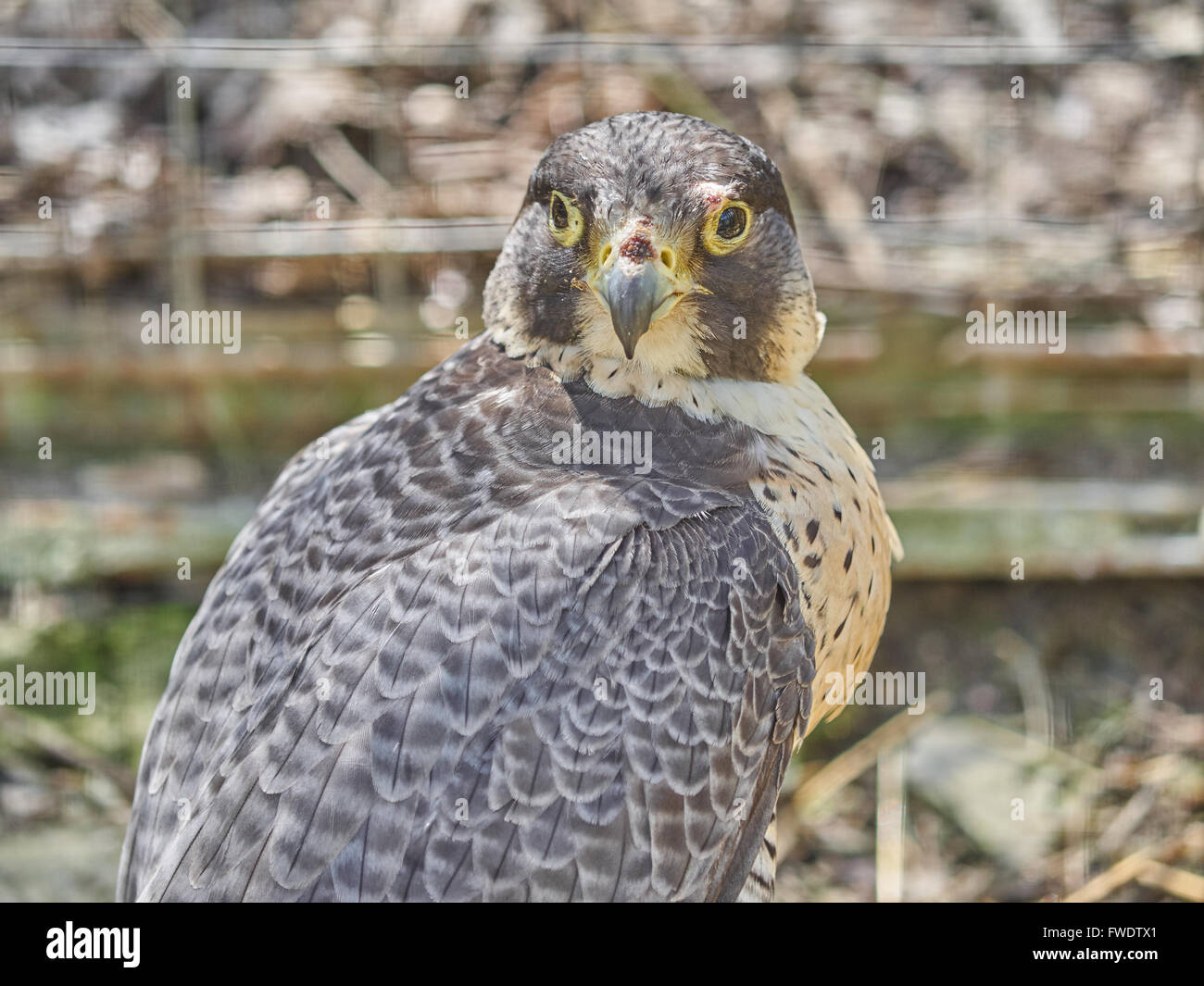 Hawk in zoo Stock Photo - Alamy