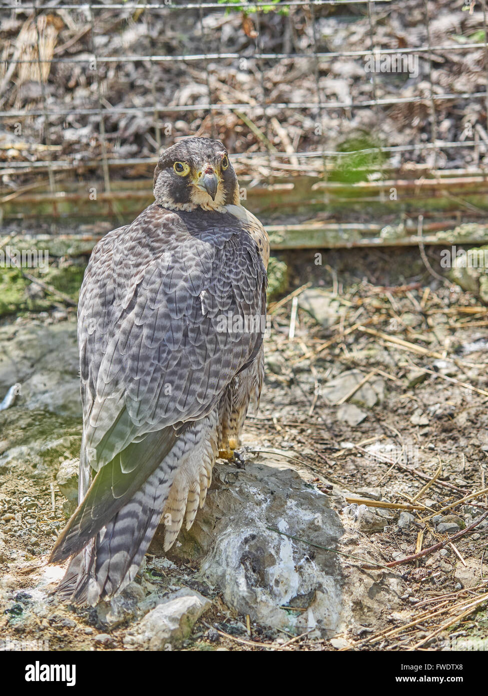Hawk in zoo Stock Photo - Alamy