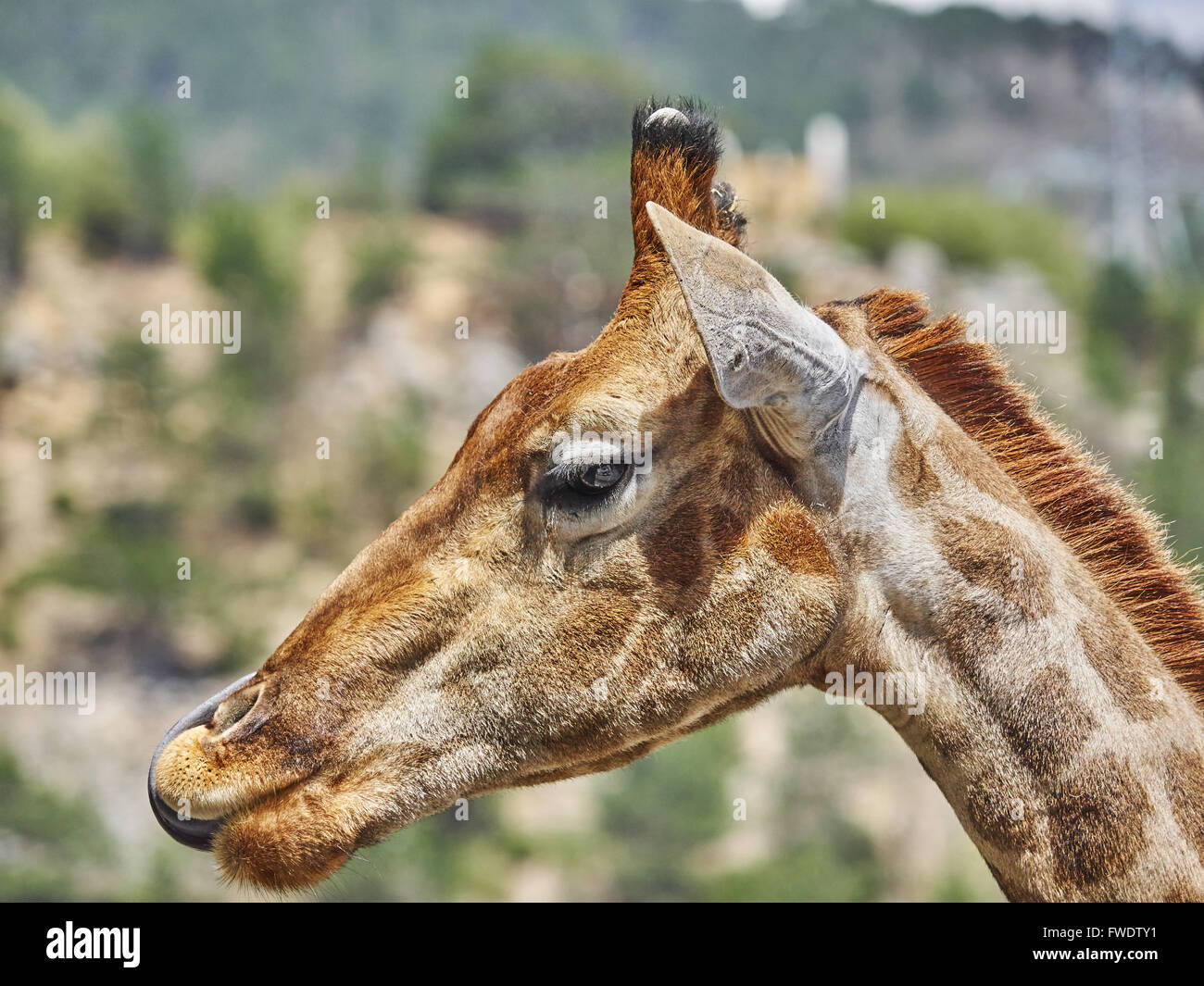 giraffe at the zoo Stock Photo - Alamy