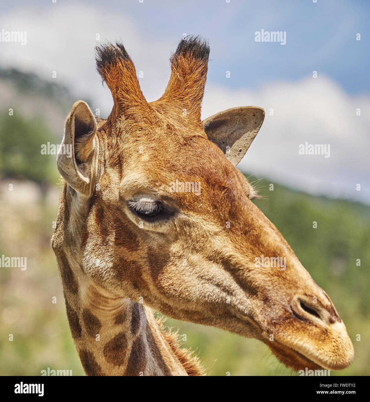 giraffe at the zoo Stock Photo - Alamy