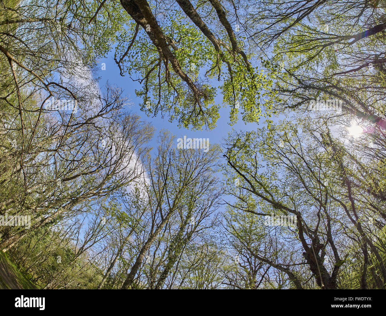 Trees in the mountains Stock Photo - Alamy
