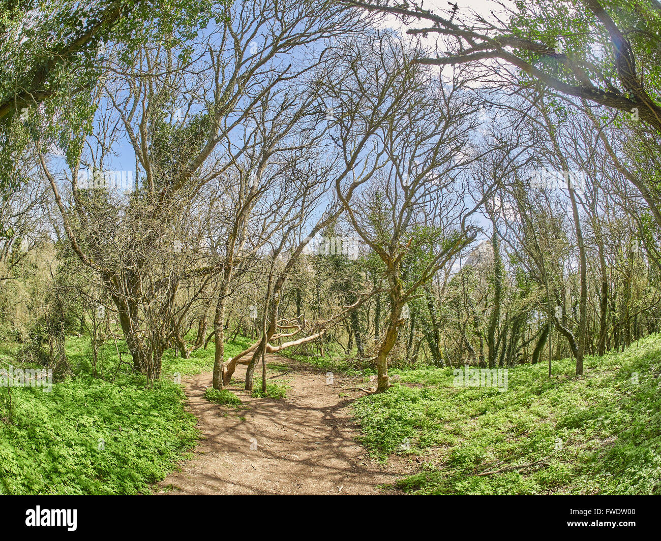Trees in the mountains Stock Photo - Alamy