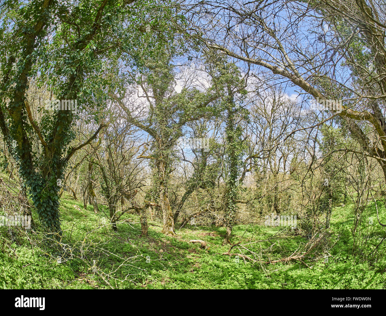 Trees in the mountains Stock Photo - Alamy
