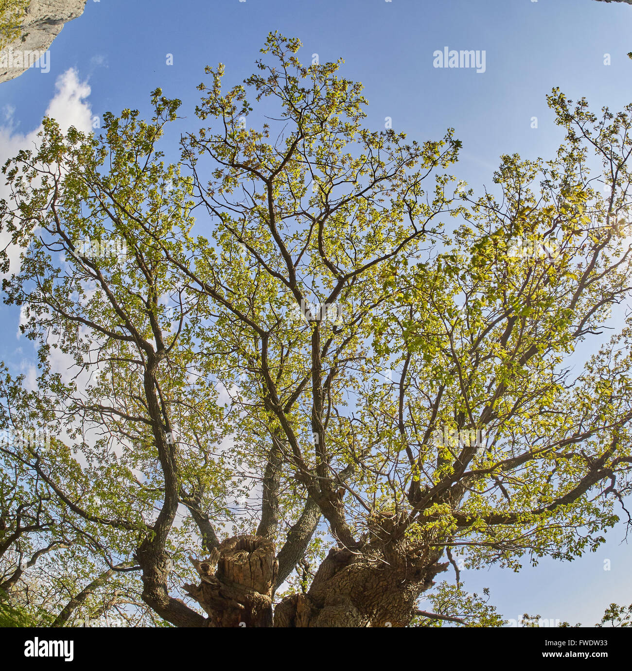 trees from the bottom up Stock Photo - Alamy