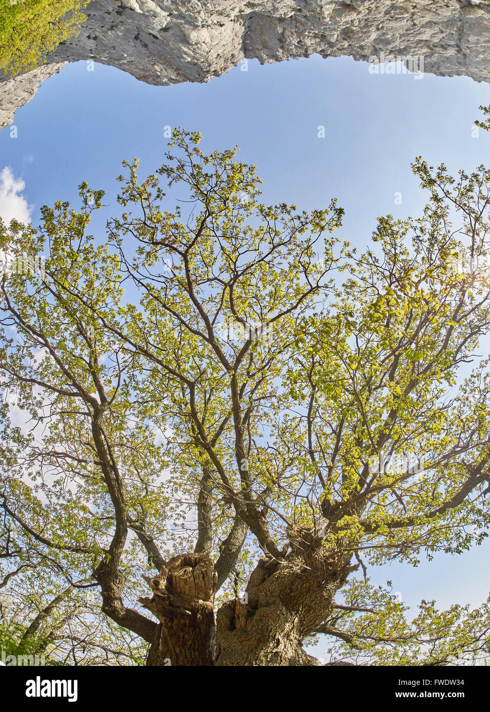 trees from the bottom up Stock Photo - Alamy