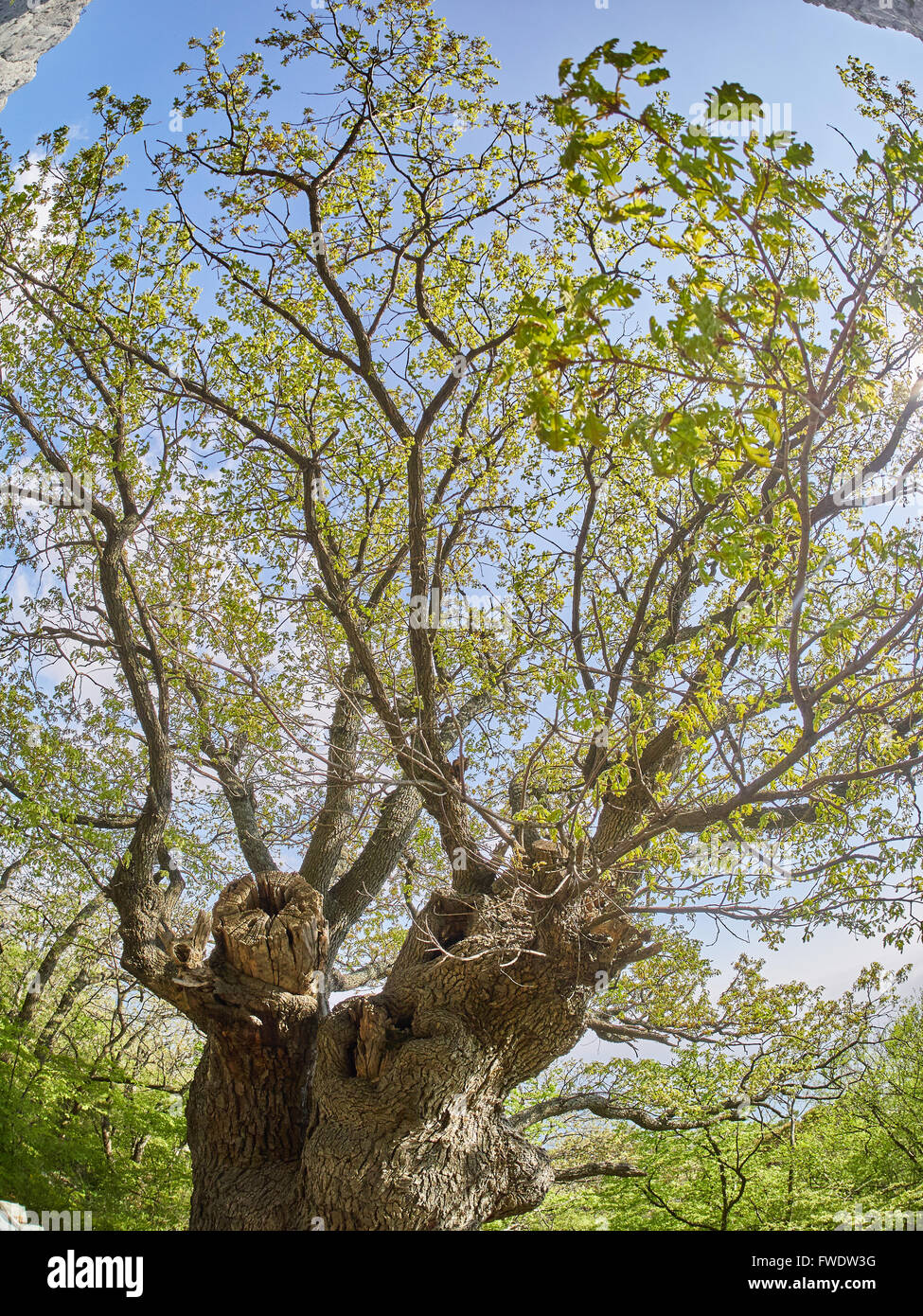 trees from the bottom up Stock Photo - Alamy