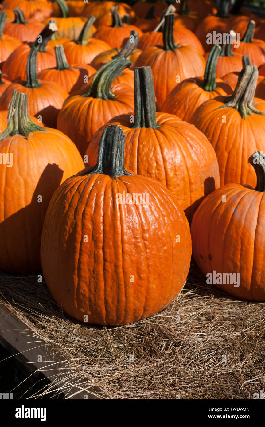 Pumpkins for sale at a local farm Stock Photo - Alamy