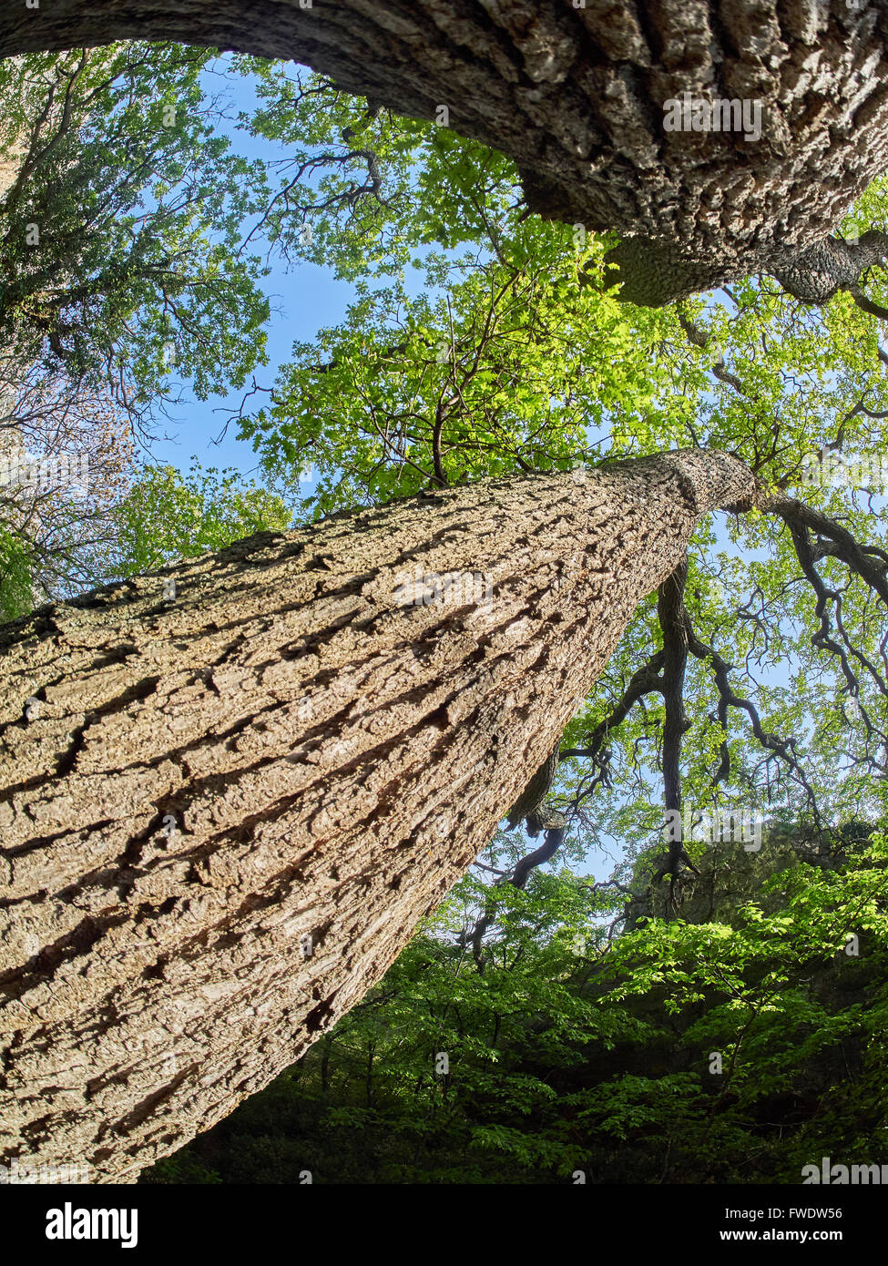 trees from the bottom up Stock Photo - Alamy