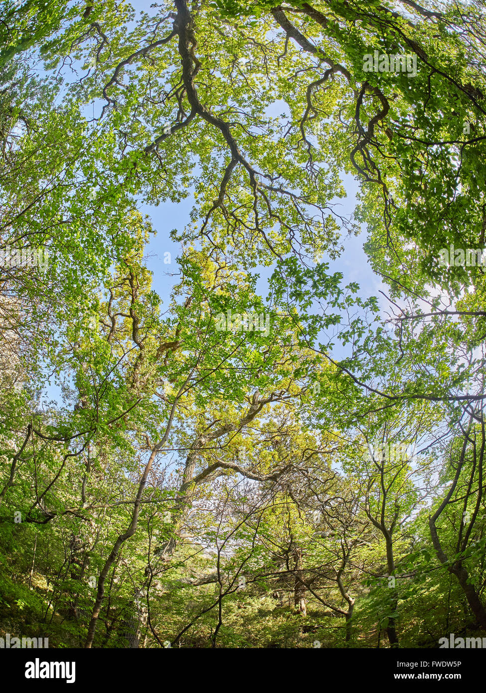 trees from the bottom up Stock Photo - Alamy