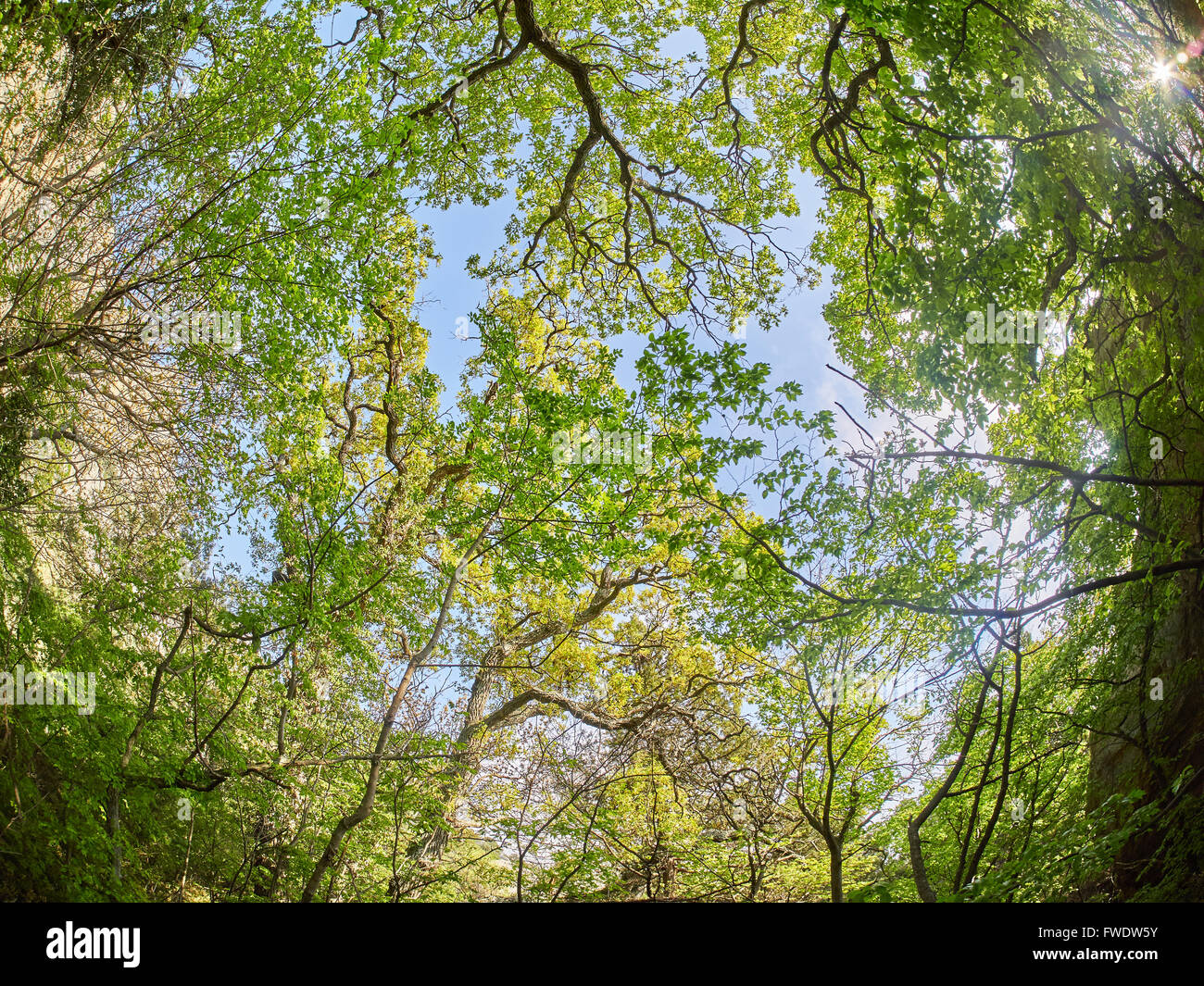 trees from the bottom up Stock Photo - Alamy