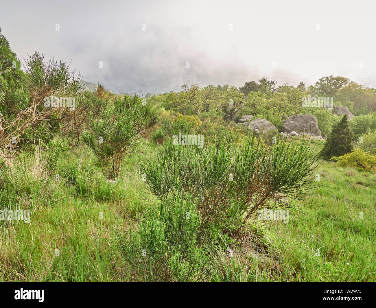 subtropical plants in the fog Stock Photo - Alamy