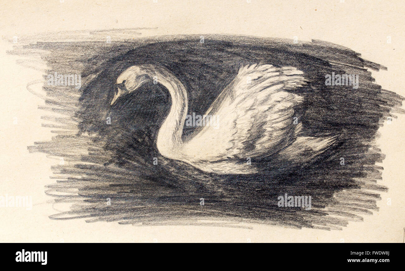 pencil drawing swan on old paper background Stock Photo - Alamy