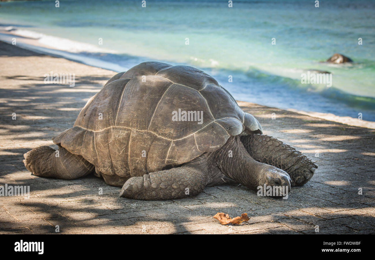 Seychelles giant turtle Stock Photo - Alamy