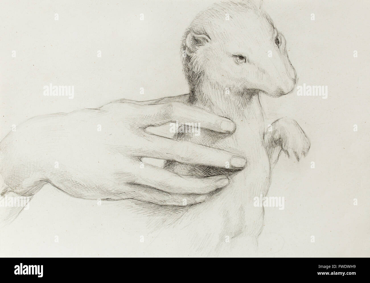 drawing according Leonaqrdo daVinci , detail with hand touching stoat ...