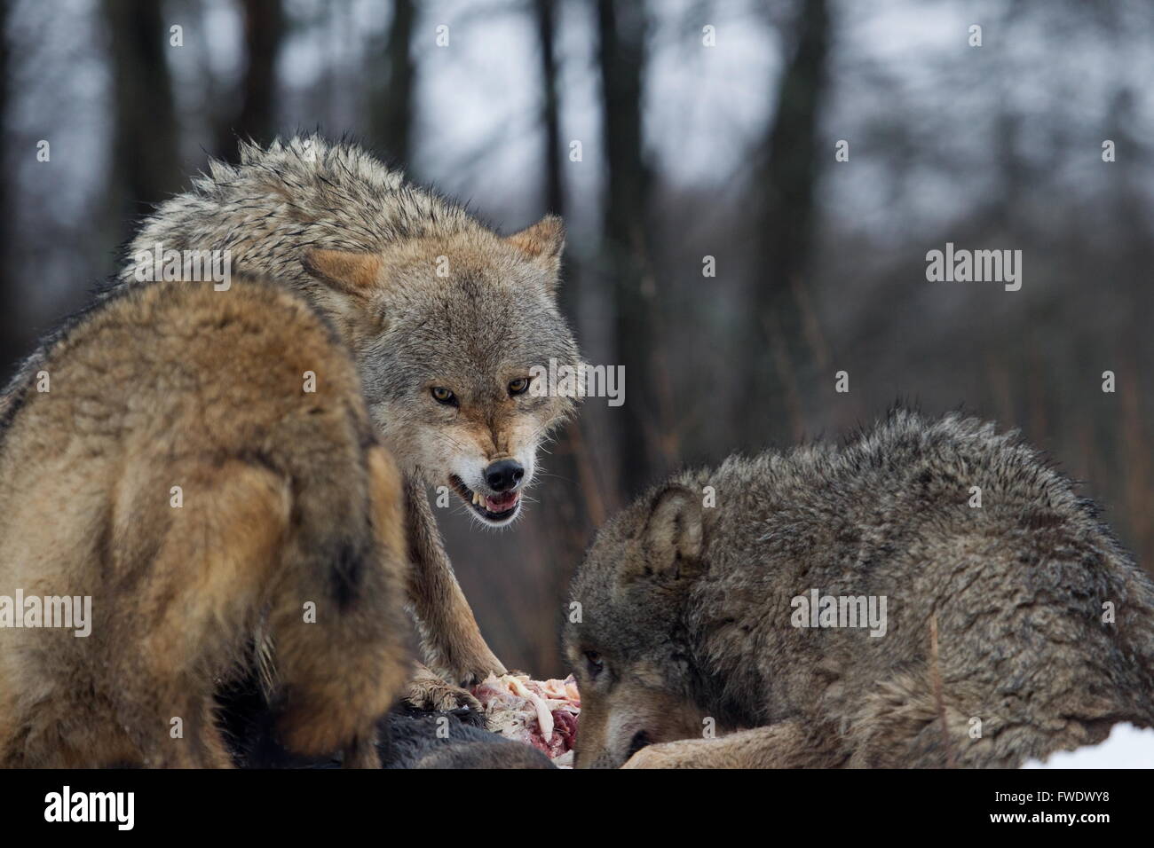aggressive wolves at their prey in Belarus Stock Photo - Alamy