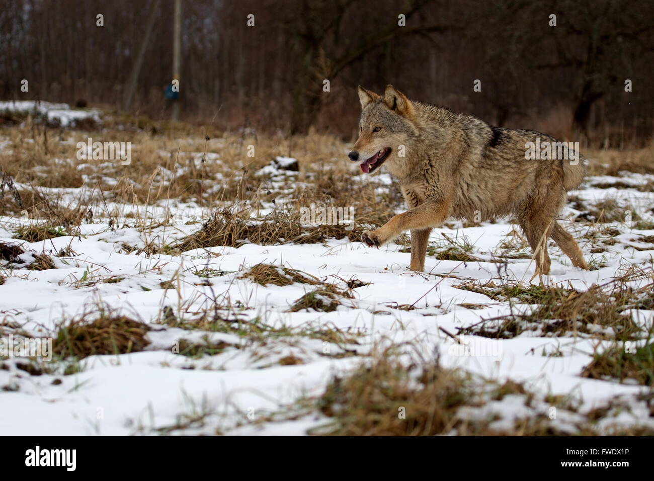 Running wolf in the snow, Belarus Stock Photo - Alamy