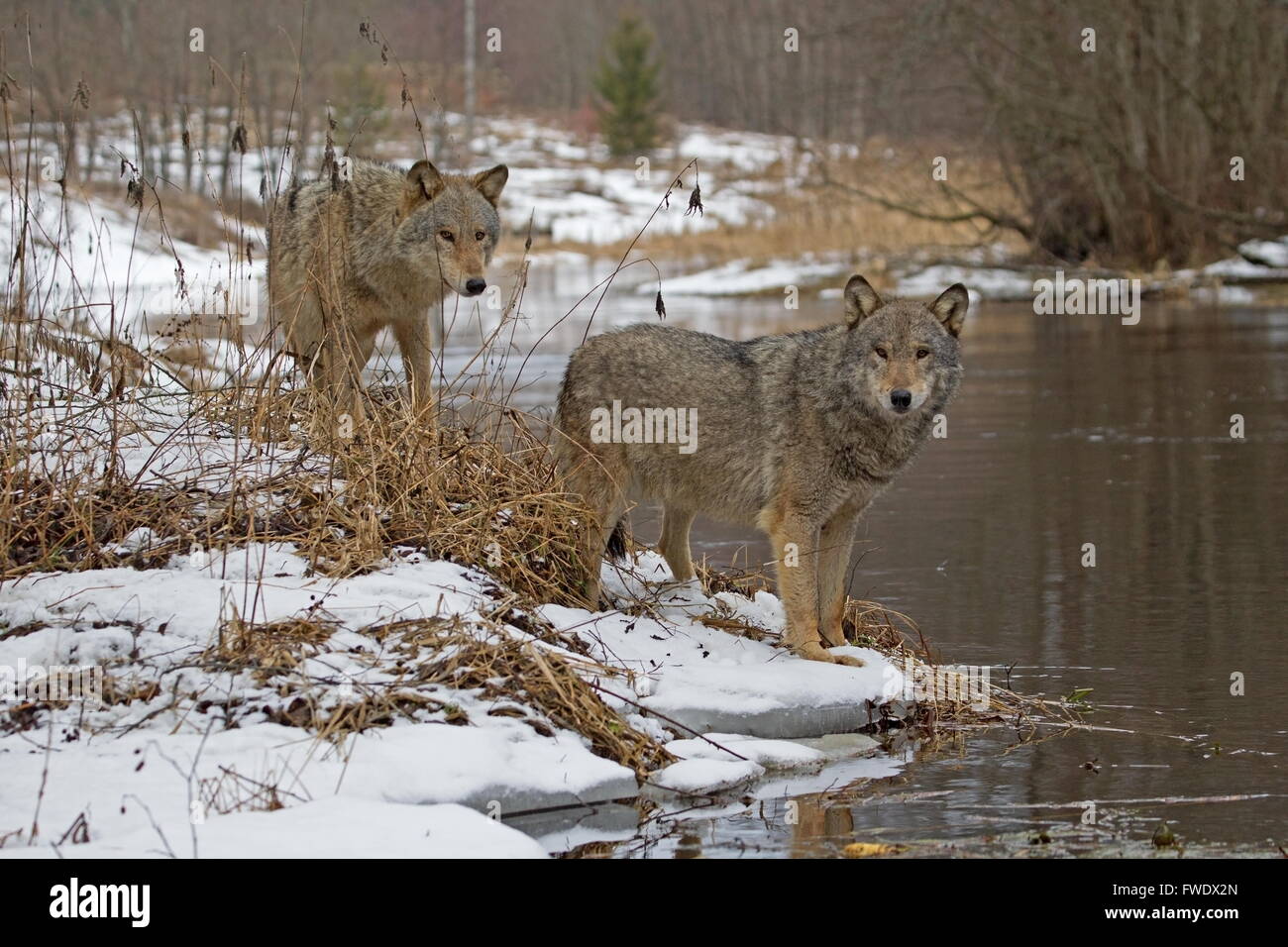 wolves in a stream in Belarus Stock Photo - Alamy