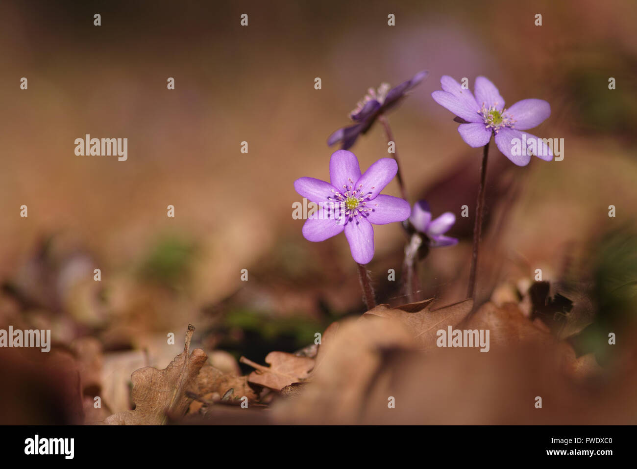 Hepatica nobilis flower Stock Photo - Alamy