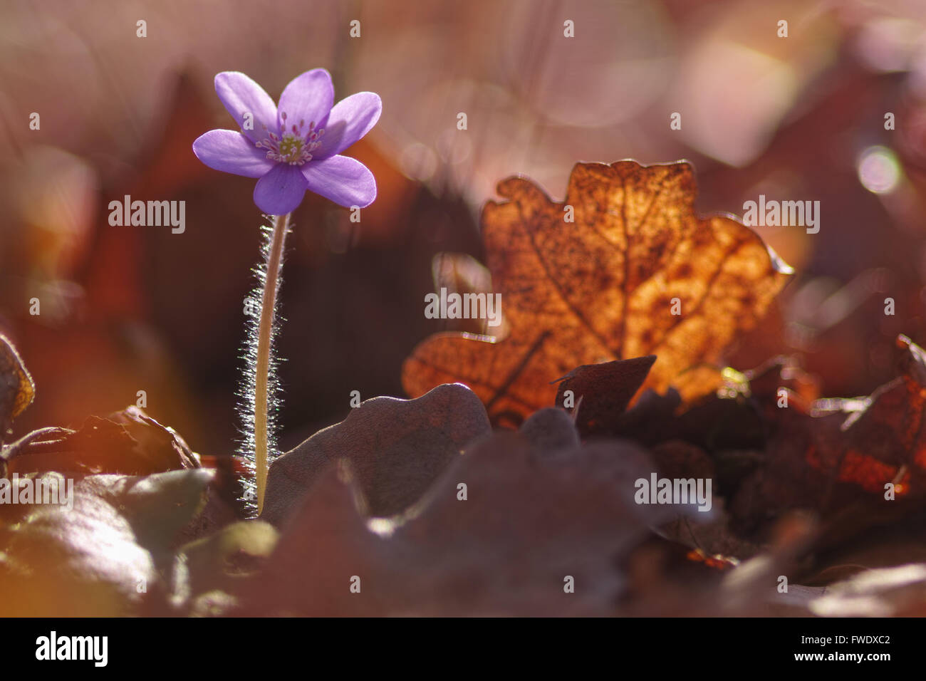 Hepatica nobilis flower Stock Photo - Alamy