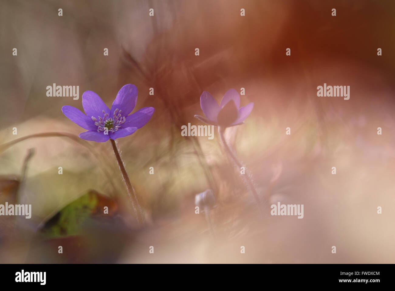 Hepatica nobilis flower Stock Photo - Alamy