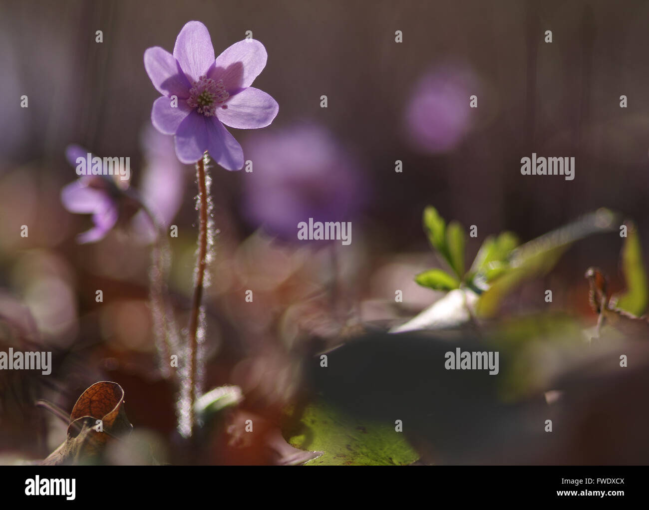 Hepatica nobilis flower Stock Photo - Alamy